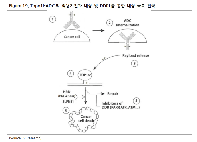 Dual-Payload ADC 산업보고서 | 오렌지보드 팜
